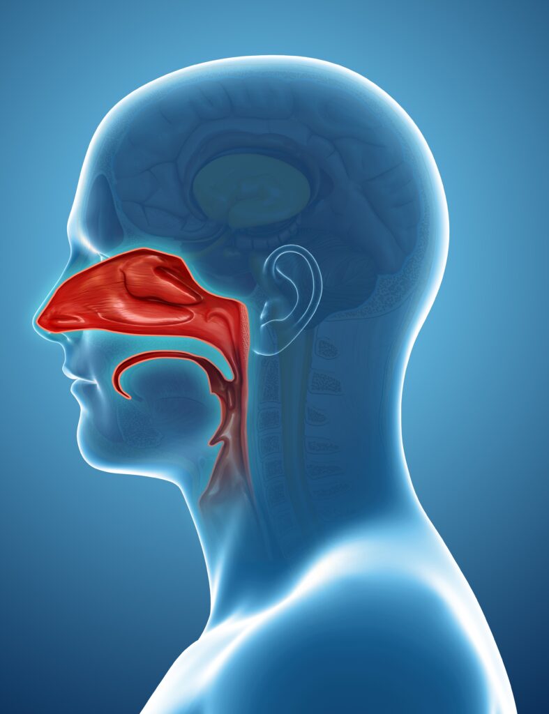 Human Nasal Cavity Illustration Enttoday